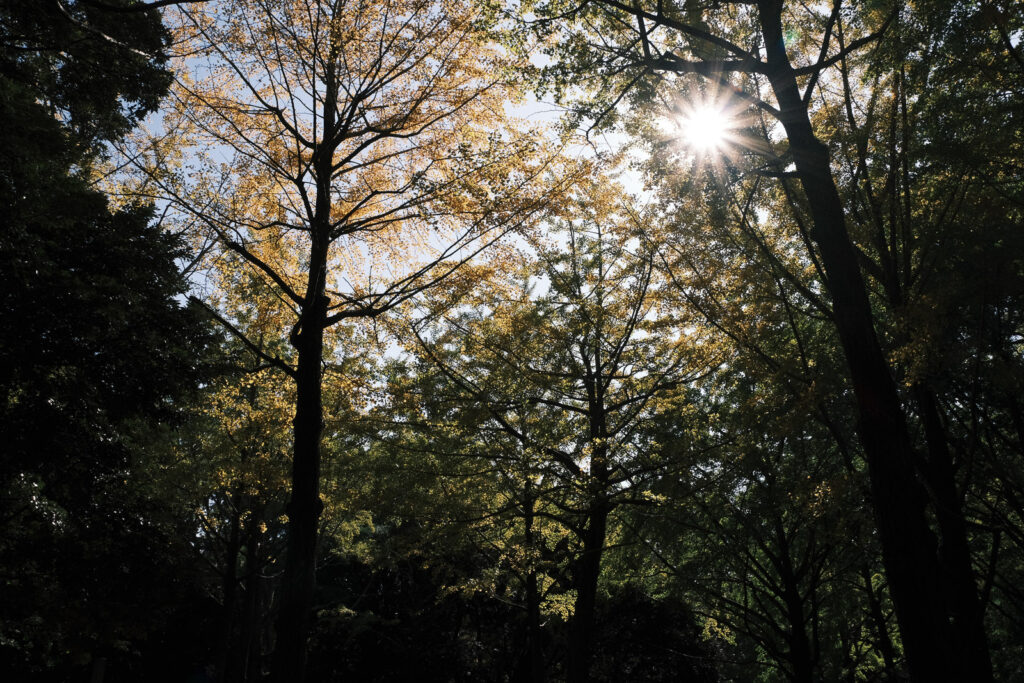 【実機レビュー】XF18-135mm F3.5-5.6 R LM OIS WR【FUJIFILMの便利ズームレンズ】 | PhotoDou